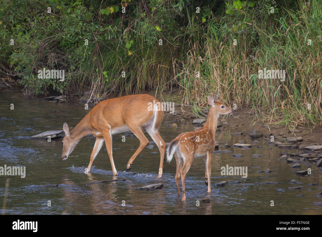 A doe and fawn in a mountain stream Stock Photo - Alamy