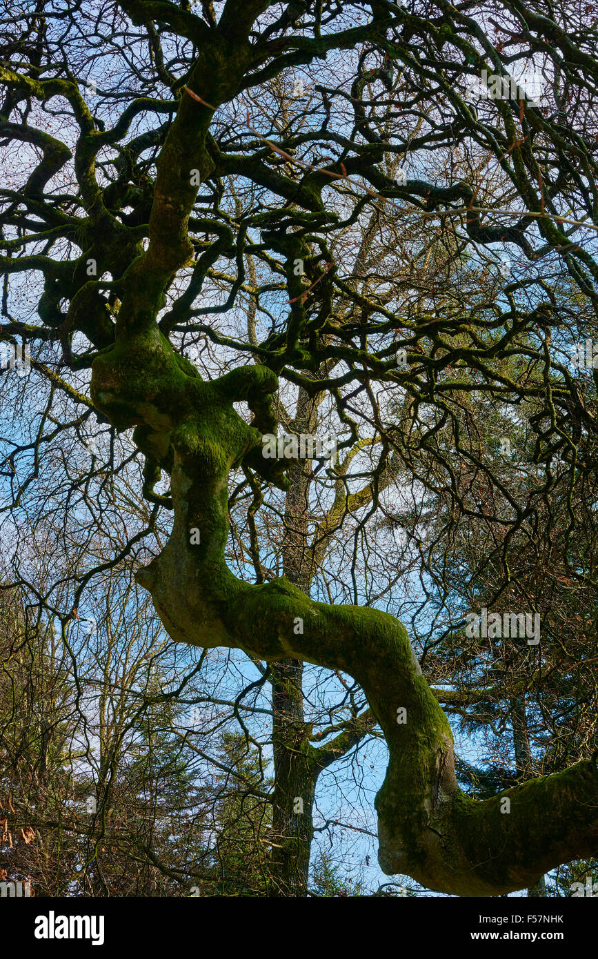 France, Champagne, twisted beech tree at Les Faux de Verzy forest Stock ...