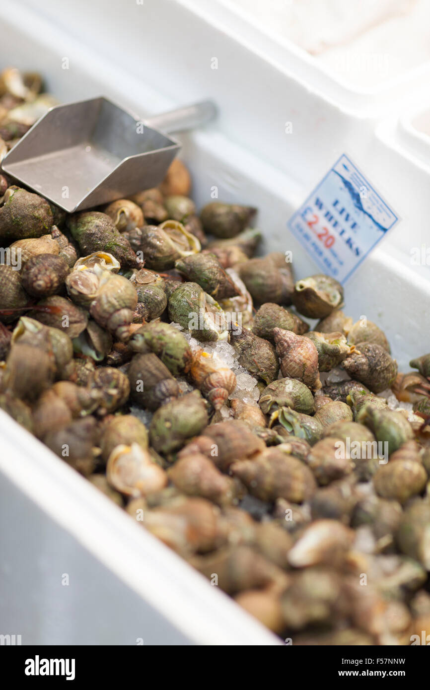 Whelks hi-res stock photography and images - Alamy