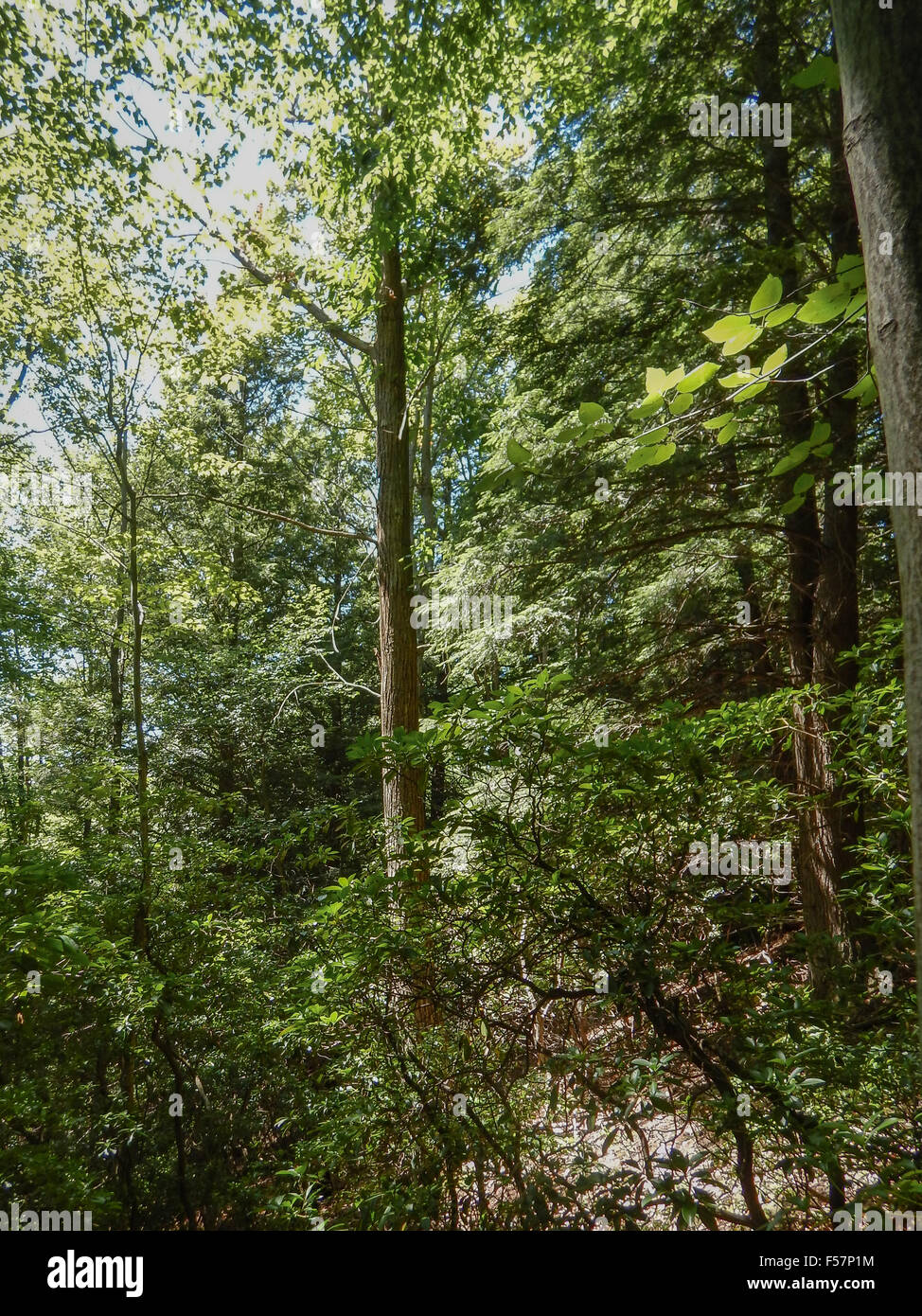 An American chestnut tree that's suffering from the early symptoms of ...