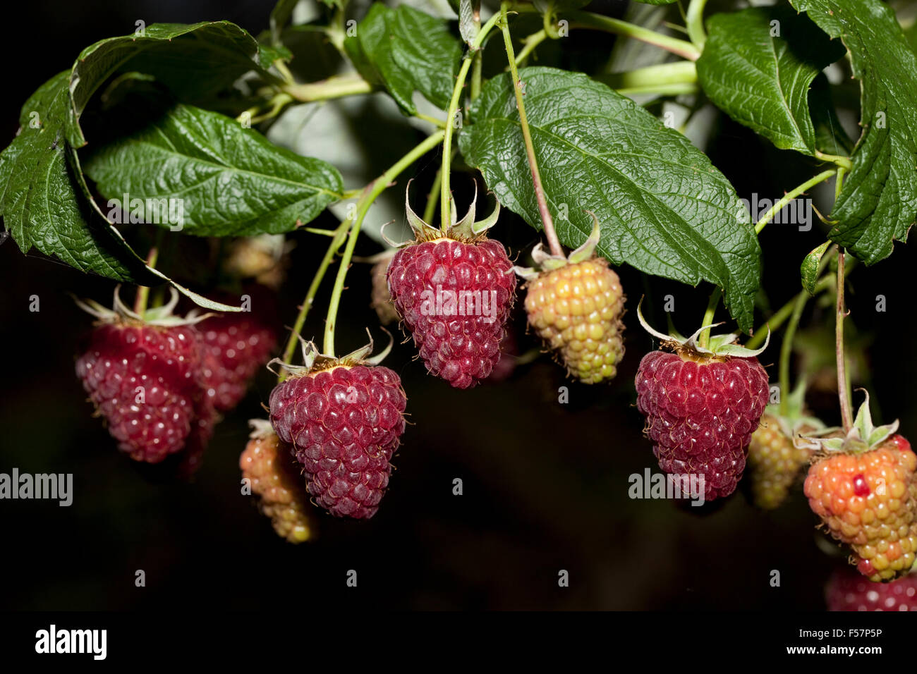 ripe and unripe raspberry (Rubus idaeus) on bush Stock Photo - Alamy