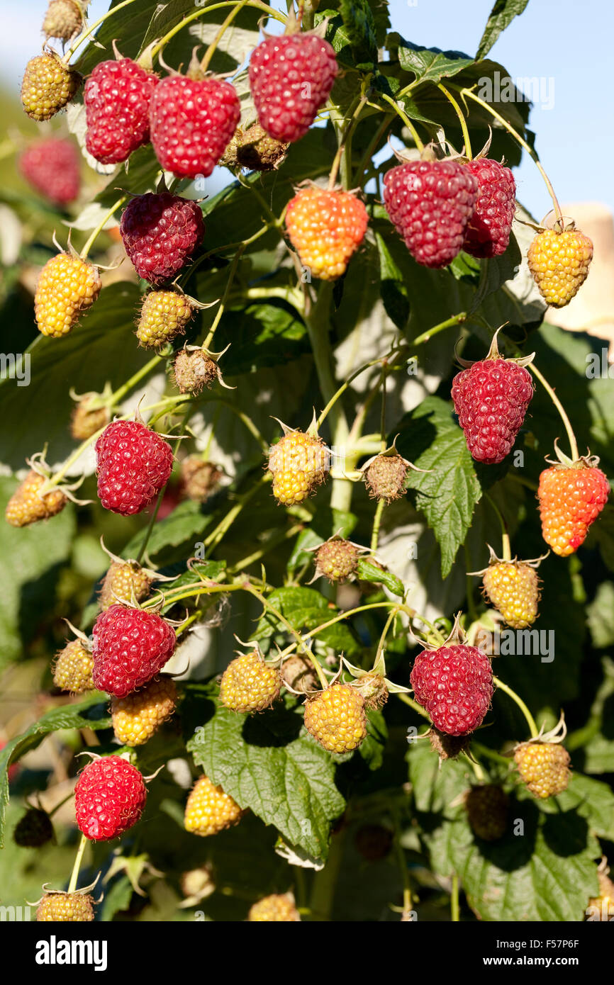 Rubus idaeus raspberry plant hi-res stock photography and images - Alamy