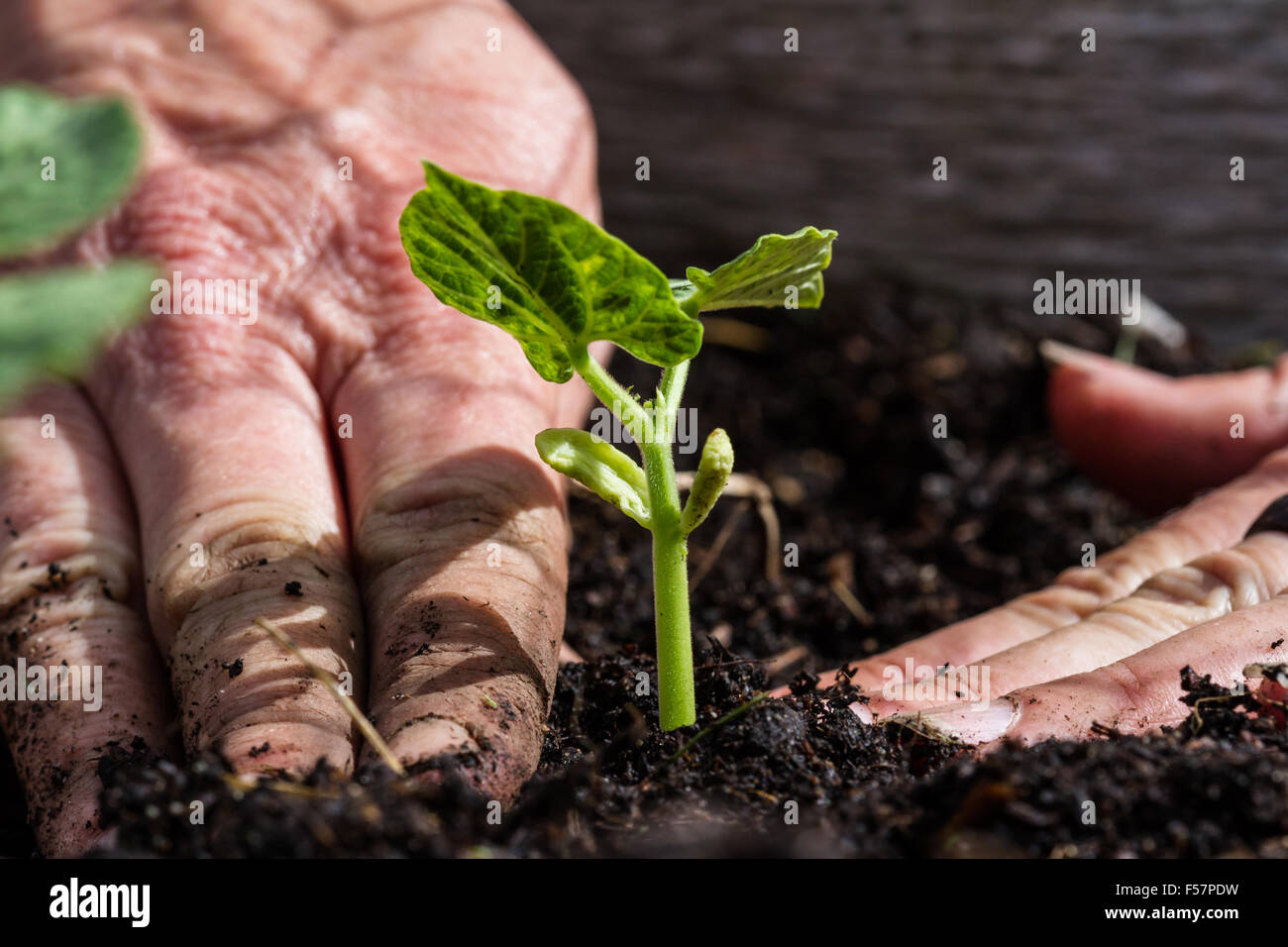 close up of freshly planted green plant with dirty hands compacting the ...