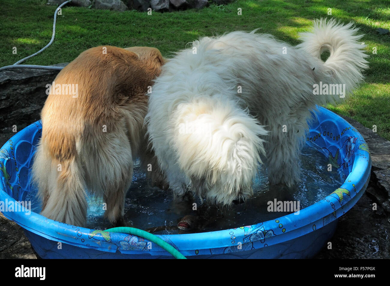 Backyard pool kids hi-res stock photography and images - Alamy