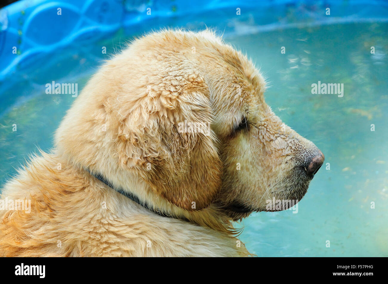 English Golden Retriever taking a break from a pool party Stock Photo ...