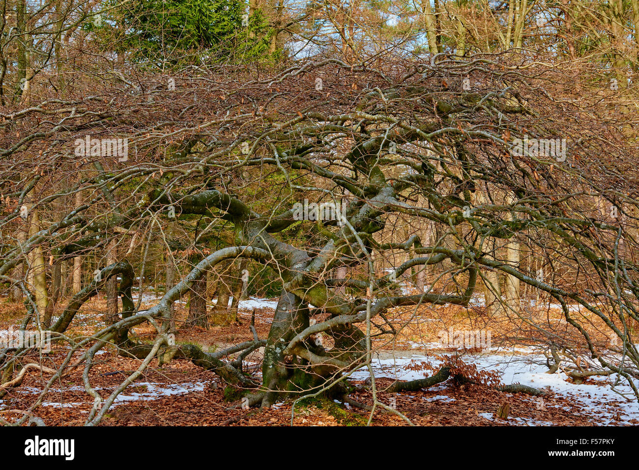 France, Champagne, twisted beech tree at Les Faux de Verzy forest Stock ...