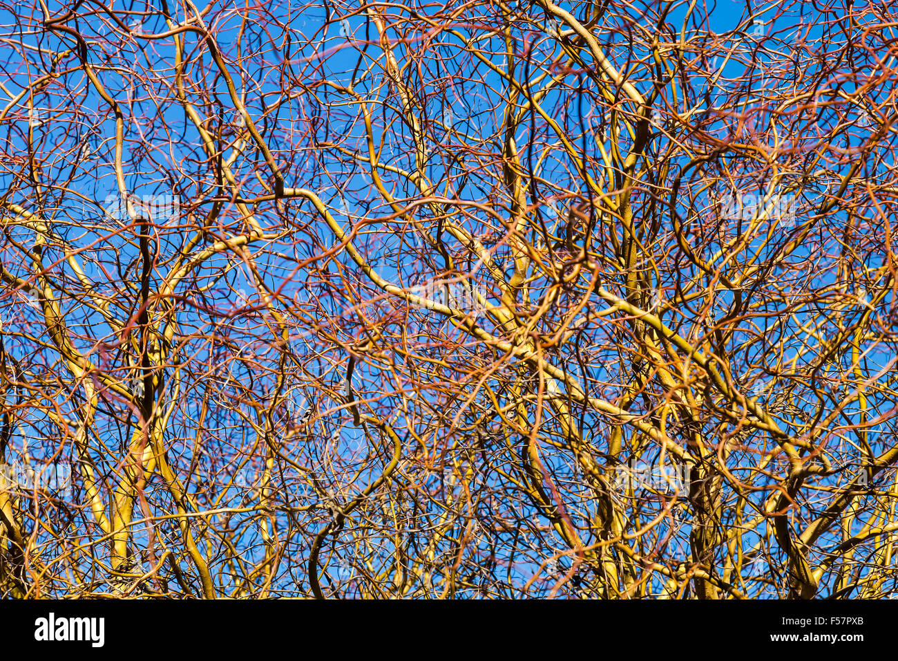 Texture of the Autumn Willow Branches Stock Photo - Alamy
