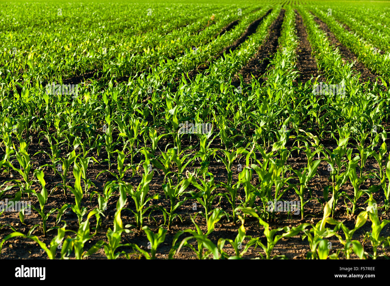 young corn . agricultural field Stock Photo - Alamy