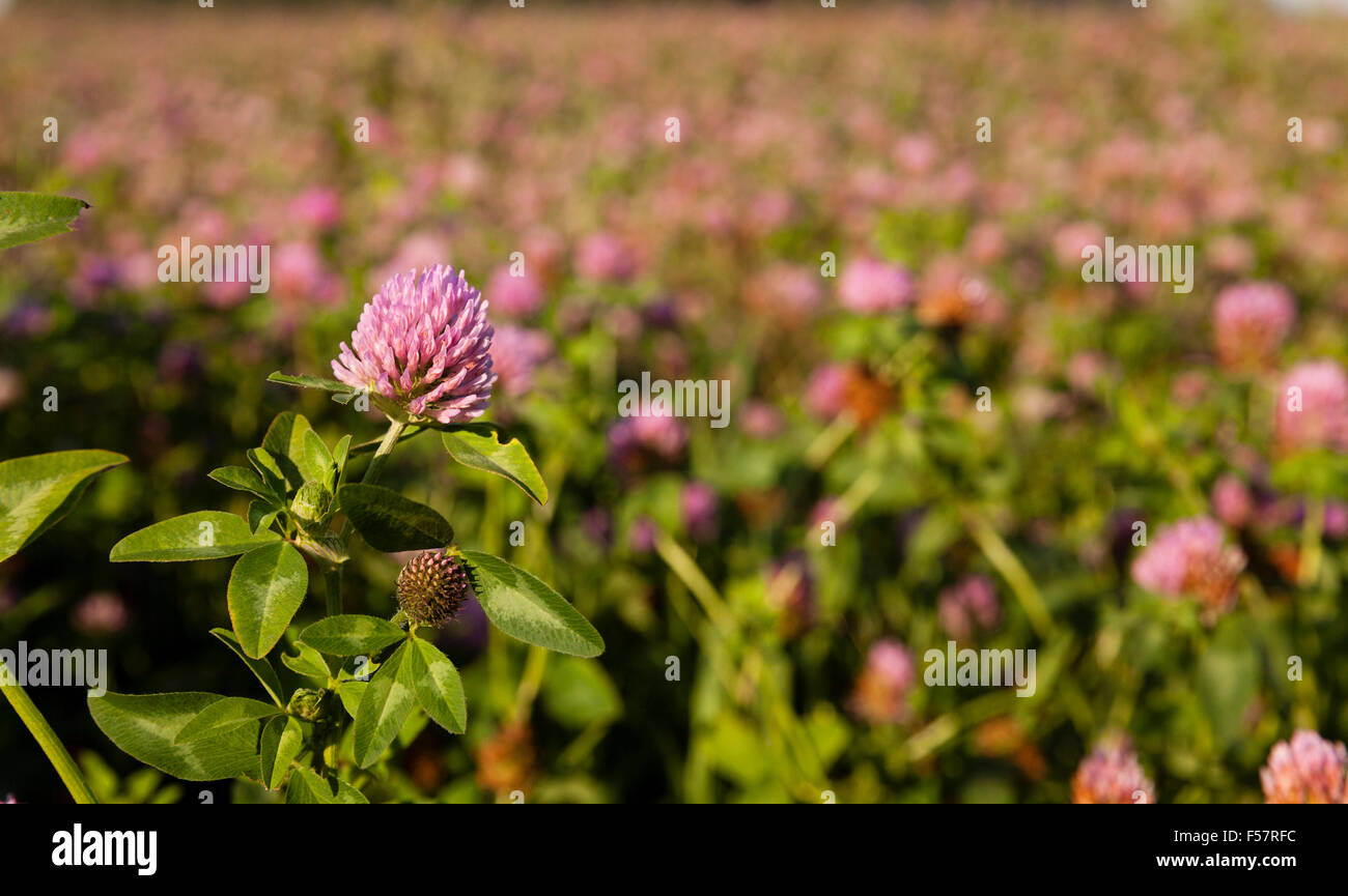 clover flowers . Closeup Stock Photo - Alamy