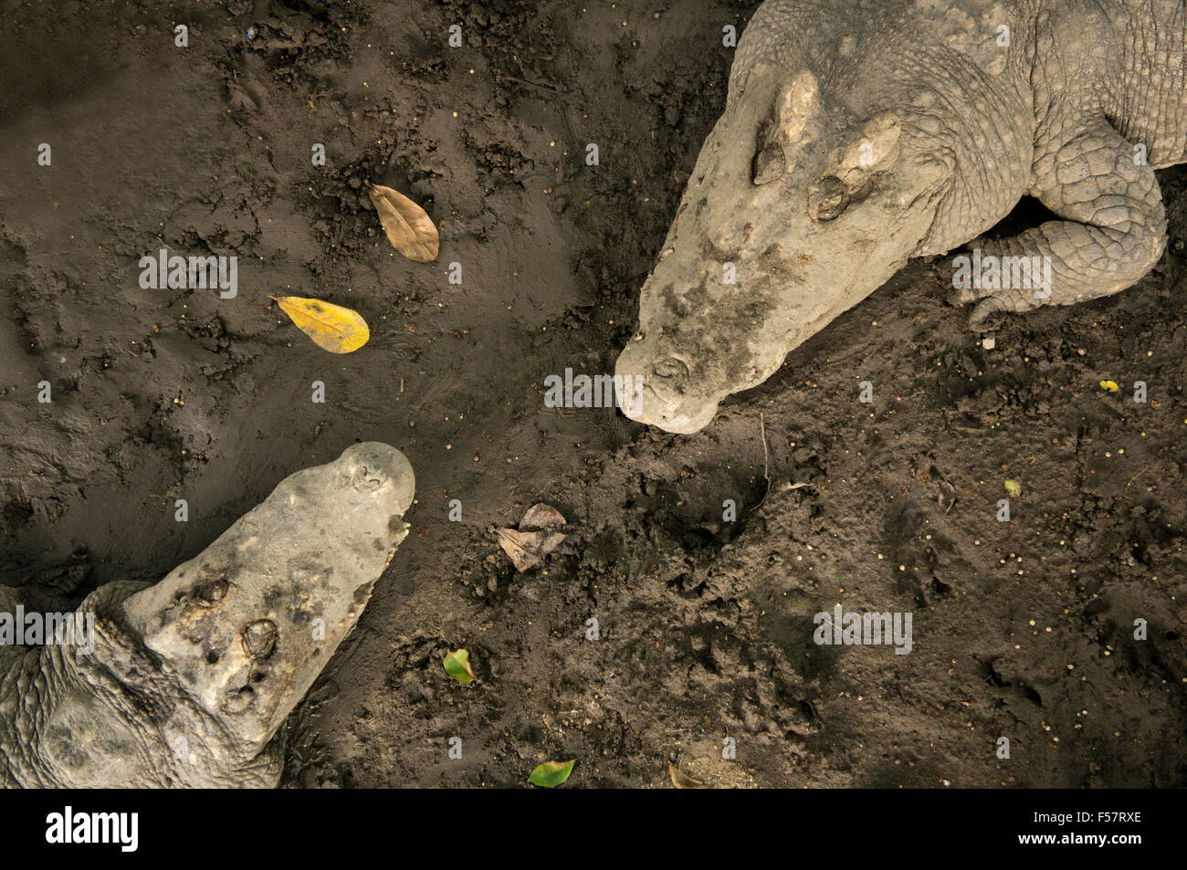 crocodile bite wild rough aggressive tropical tooth white river ...