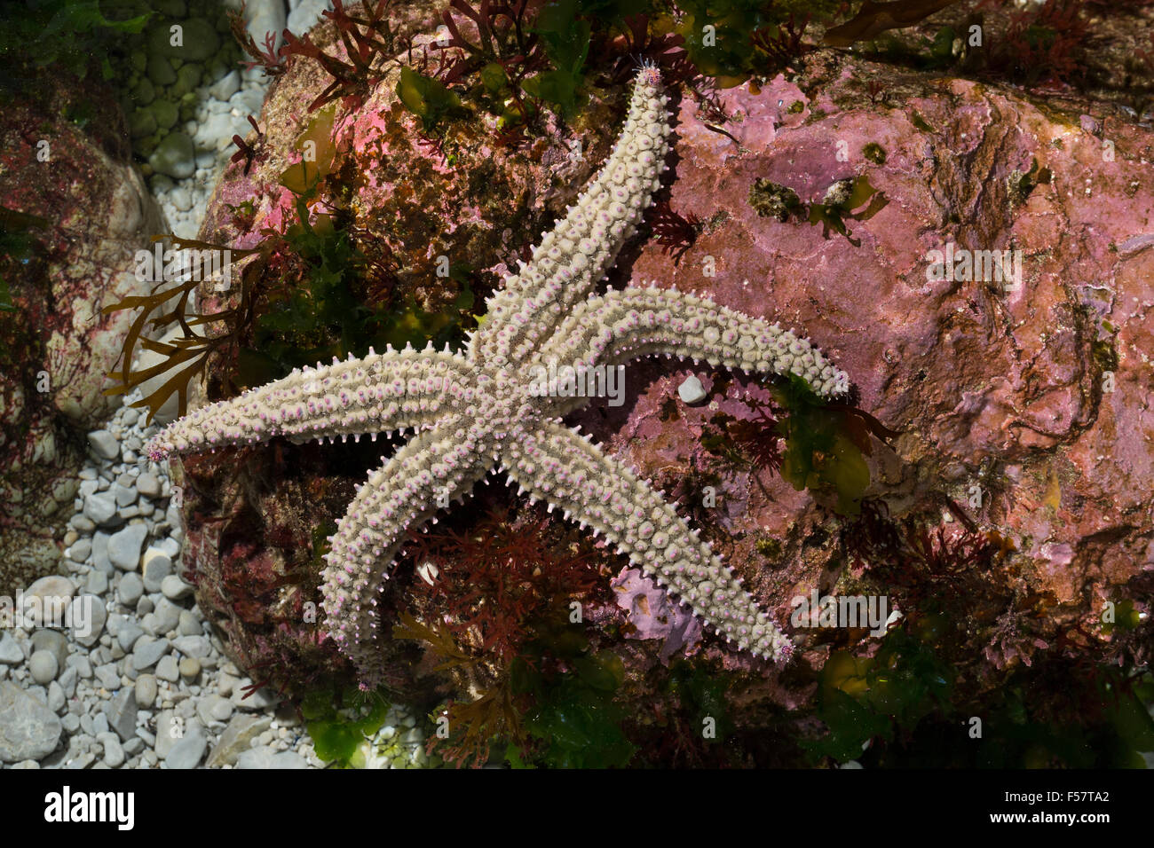 Spiny starfish, Spiny sea star, Eisstern, Eisseestern, Eis-Seestern ...