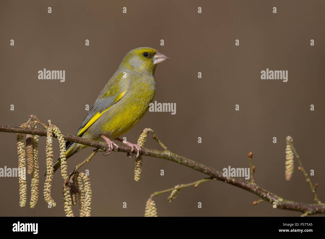 Greenfinch, male, Grünfink, Grünling, Männchen, Fink, Finken ...