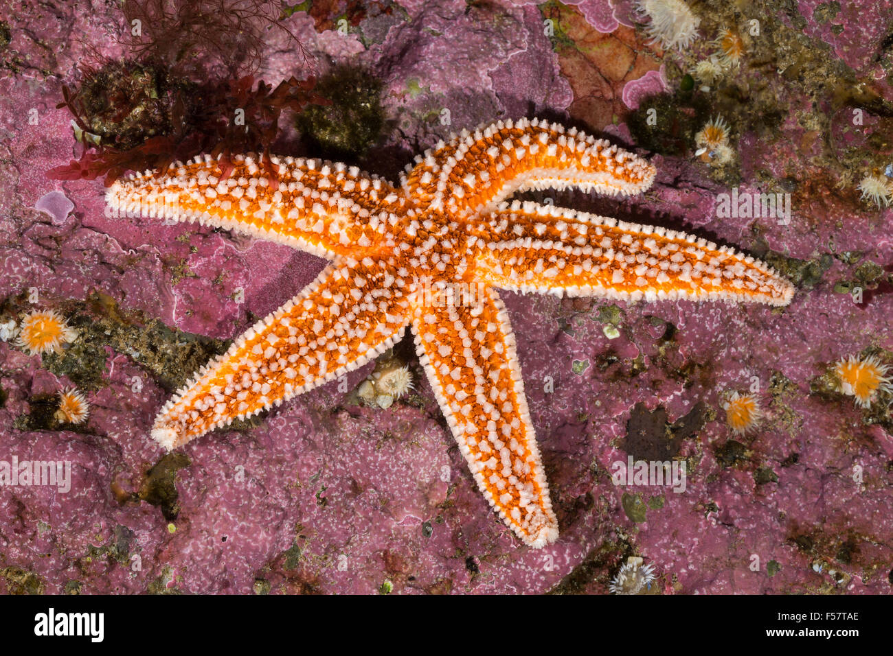 Common starfish, common sea star, starfish, Gemeiner Seestern, Asterias ...