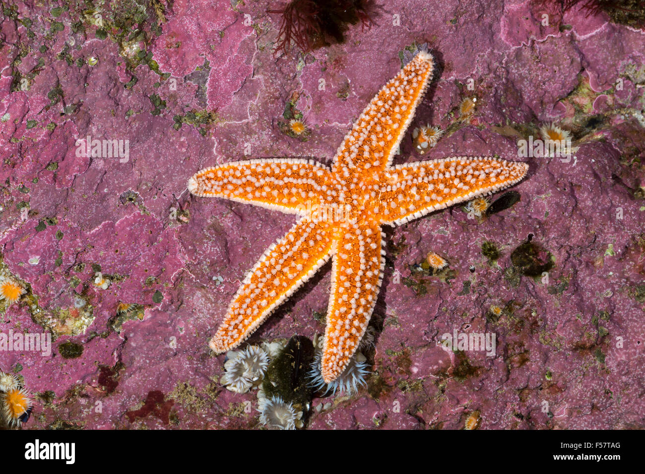 Common starfish, common sea star, starfish, Gemeiner Seestern, Asterias ...