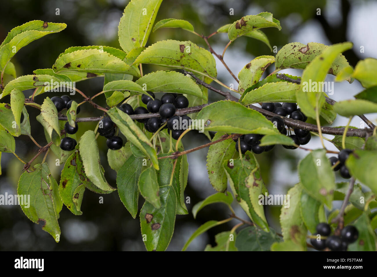Common Buckthorn, European Buckthorn, fruit, Echter Kreuzdorn, Purgier ...