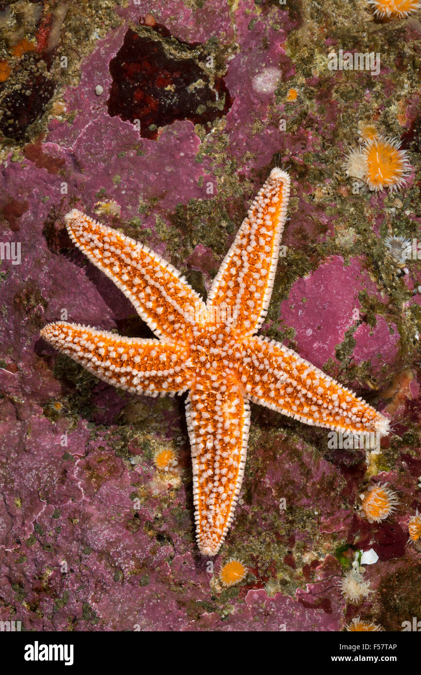 Common Sea Star