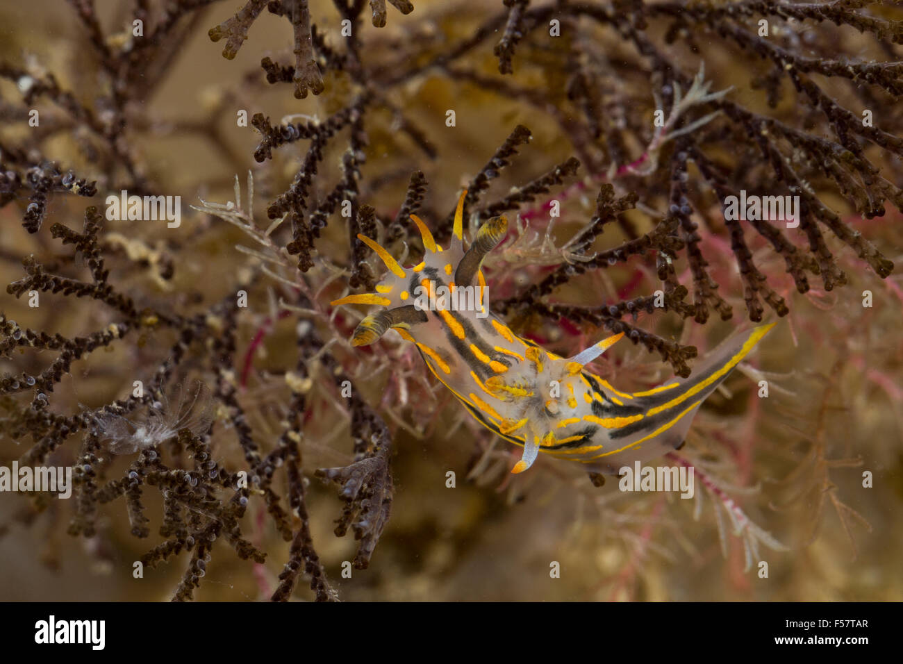 Fourline nudibranch, sea slug, Gestreifte Hörnchenschnecke, Polycera ...