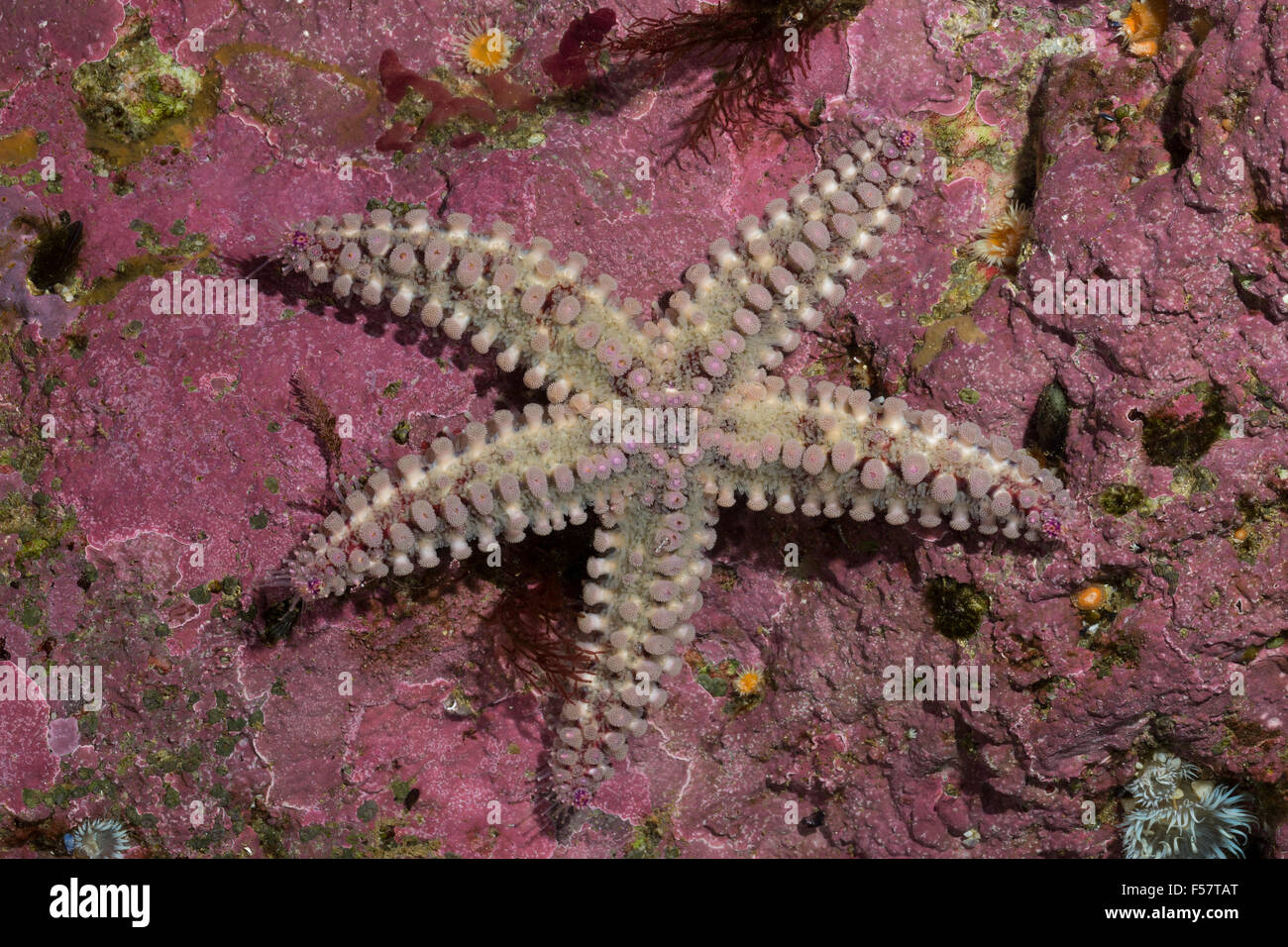 Spiny starfish, Spiny sea star, Eisstern, Eisseestern, Eis-Seestern ...