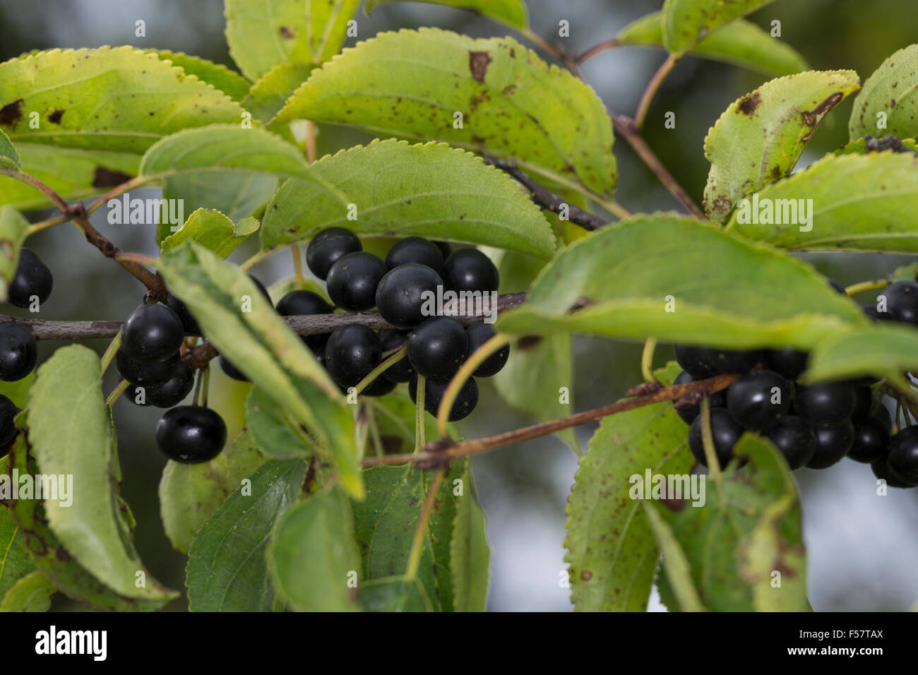Common Buckthorn, European Buckthorn, fruit, Echter Kreuzdorn, Purgier ...