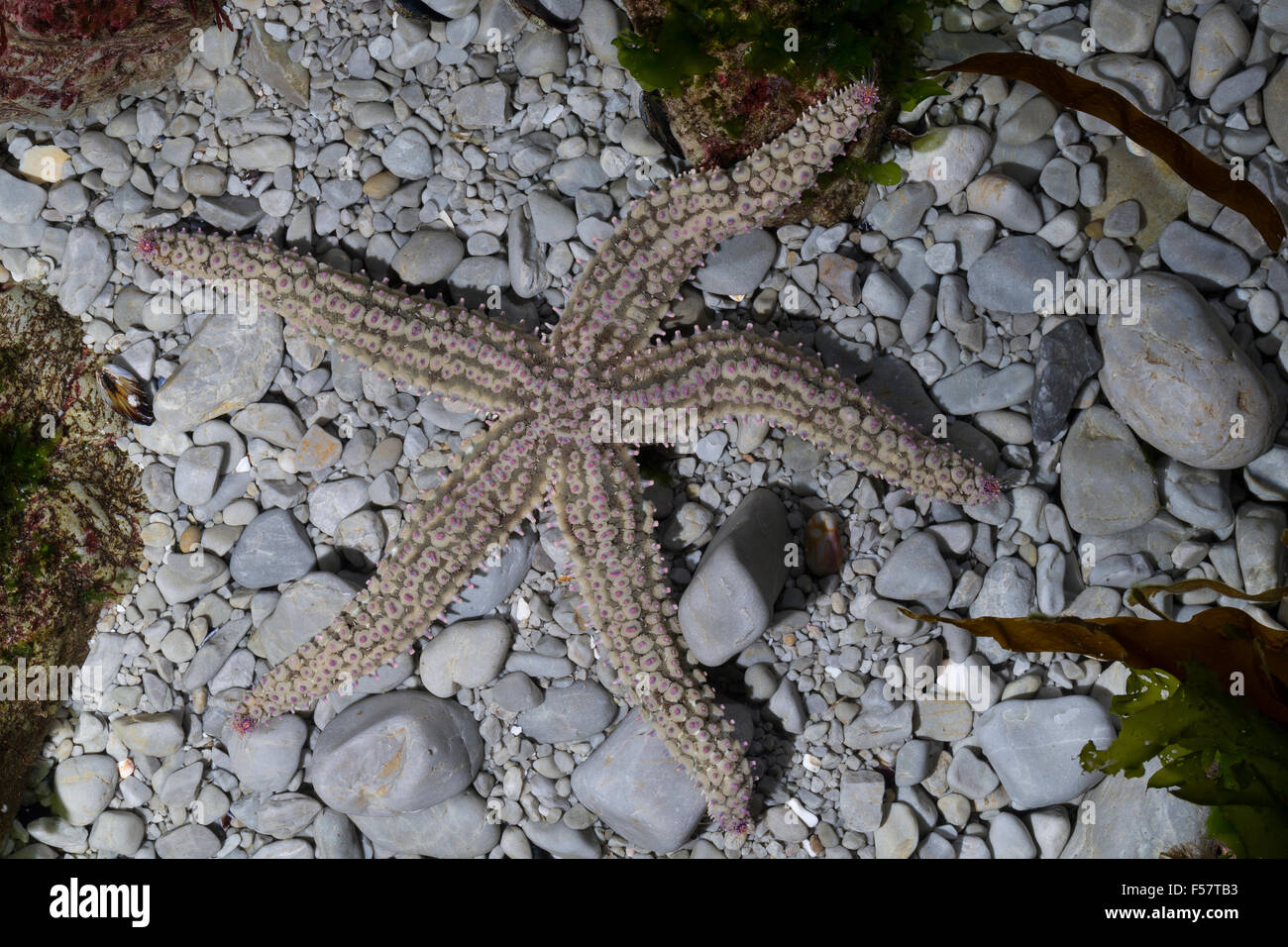 Warzen seestern hi-res stock photography and images - Alamy