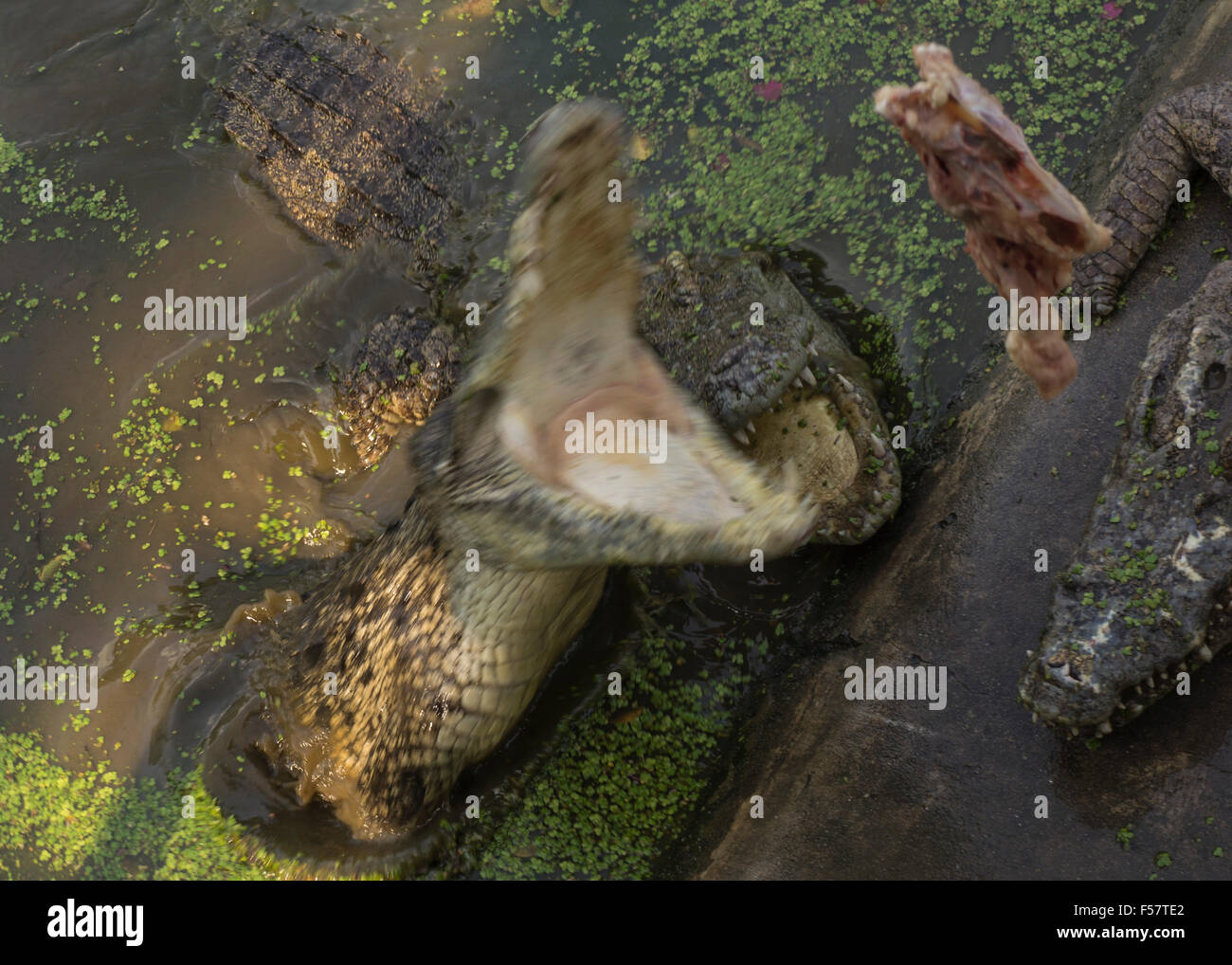 crocodile bite wild rough aggressive tropical tooth white river ...