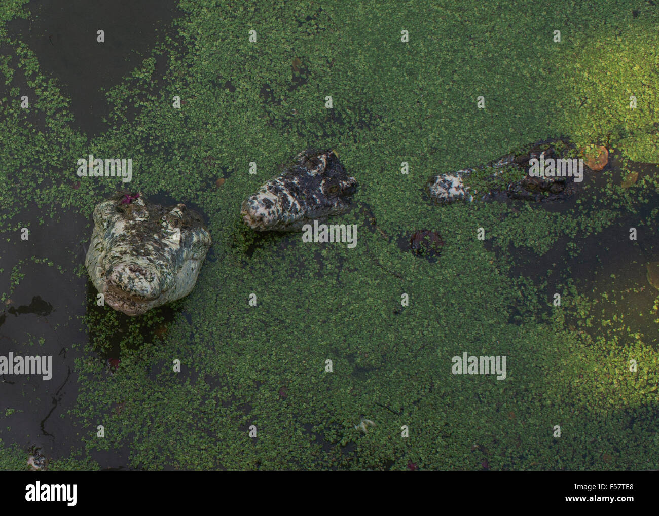 crocodile bite wild rough aggressive tropical tooth white river ...