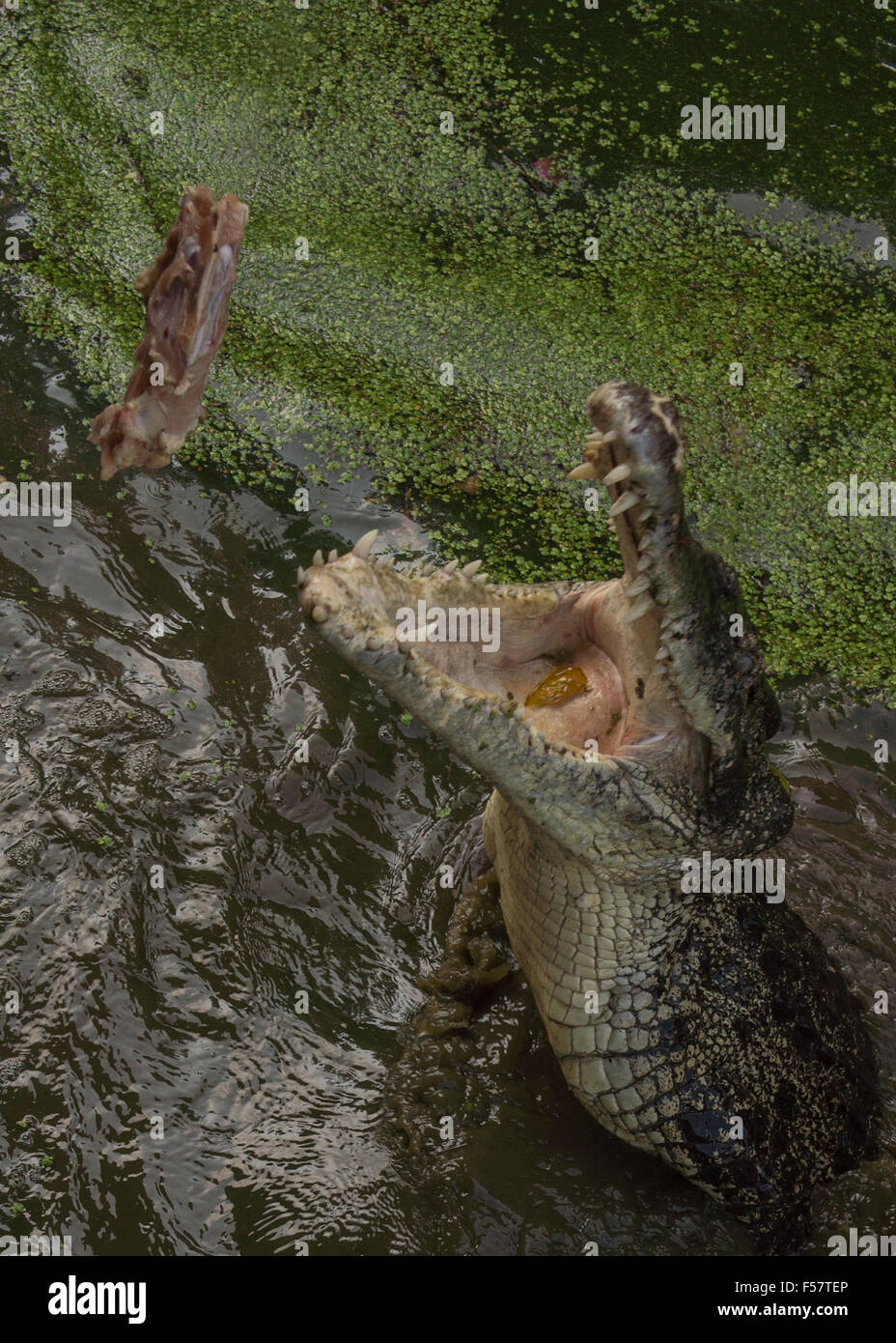 crocodile bite wild rough aggressive tropical tooth white river ...