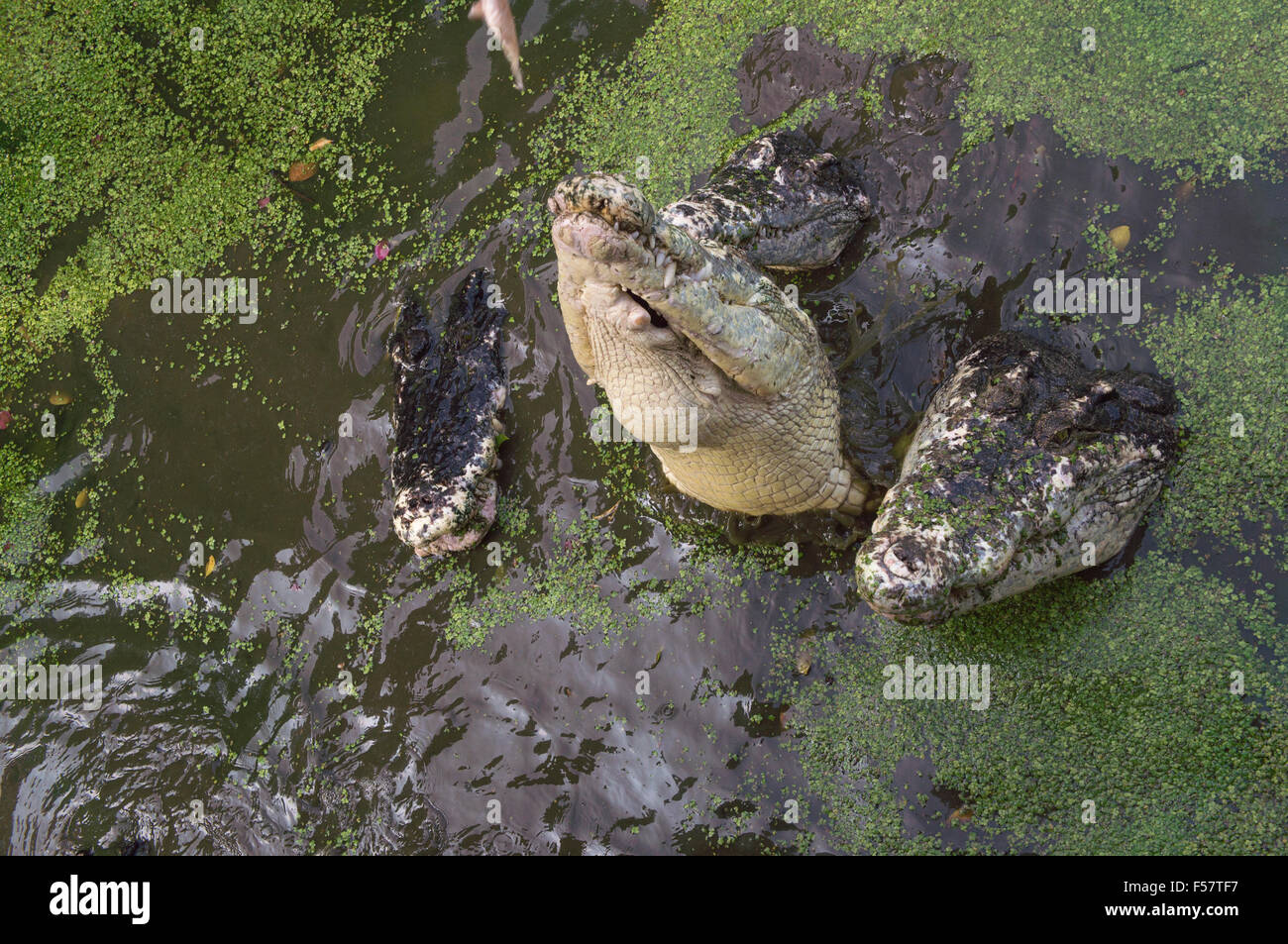 crocodile bite wild rough aggressive tropical tooth white river ...