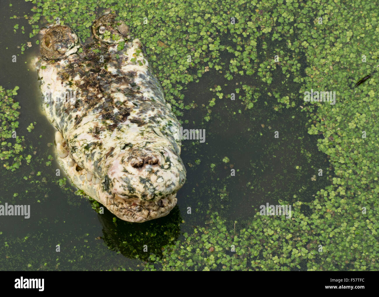 crocodile bite wild rough aggressive tropical tooth white river ...