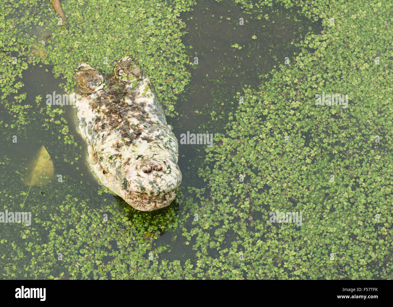 crocodile bite wild rough aggressive tropical tooth white river ...