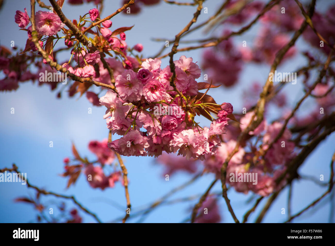 Cherry blossom spring landscape hi-res stock photography and images - Alamy