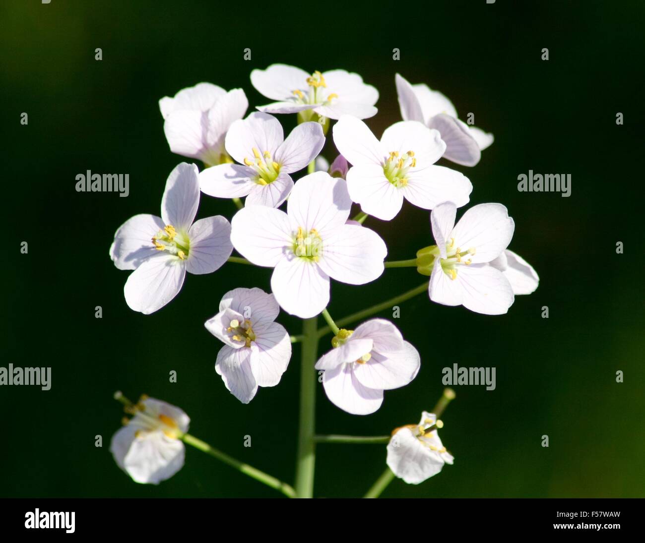 Meadow cress hi-res stock photography and images - Alamy