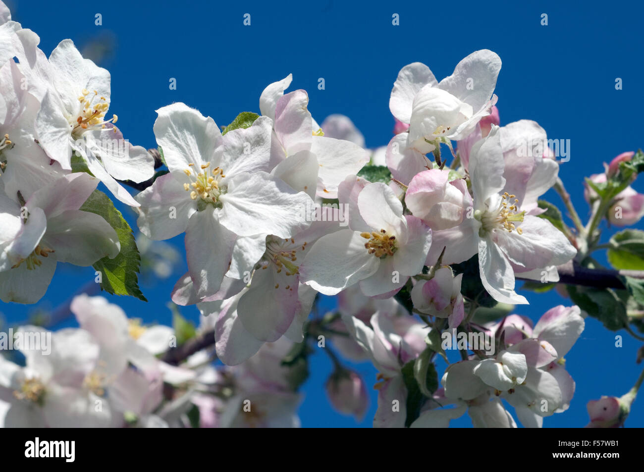 Apfelbaum pflanzen hi-res stock photography and images - Alamy