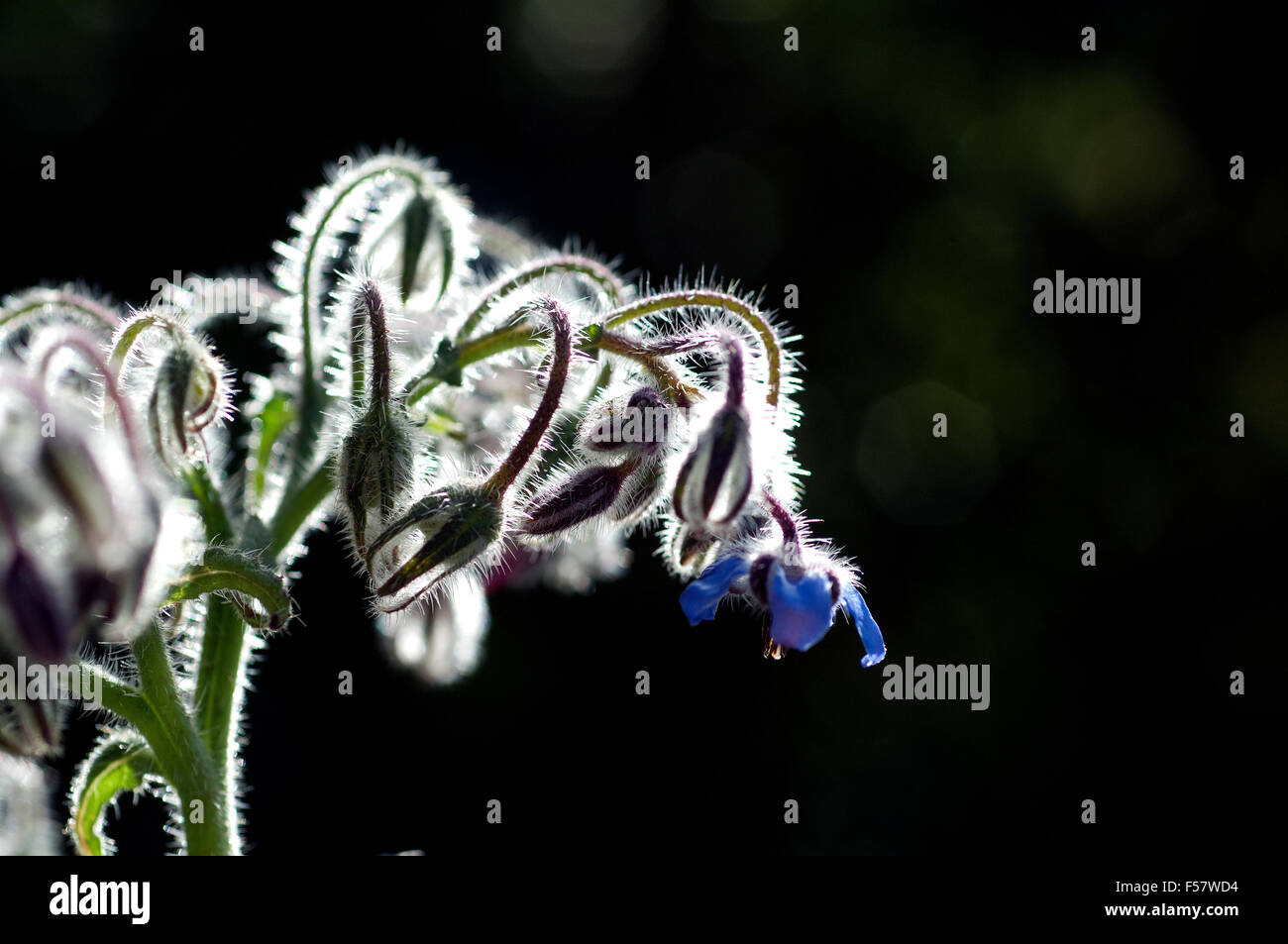 Borretschbluete hi-res stock photography and images - Alamy