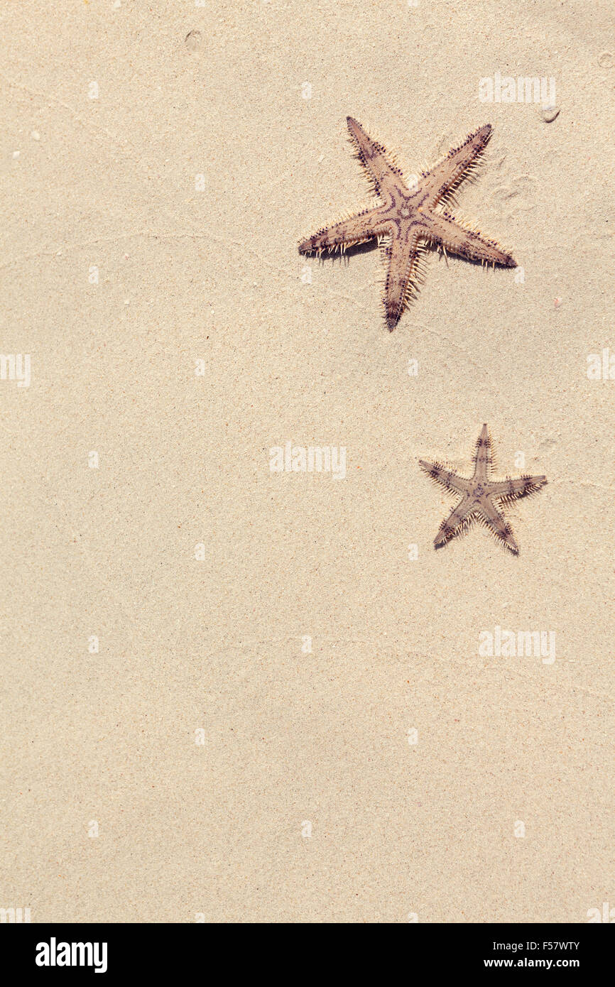 Seastars hi-res stock photography and images - Alamy