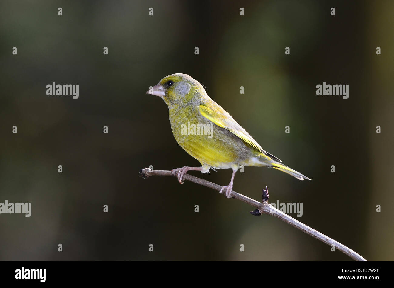 Greenfinch hi-res stock photography and images - Alamy