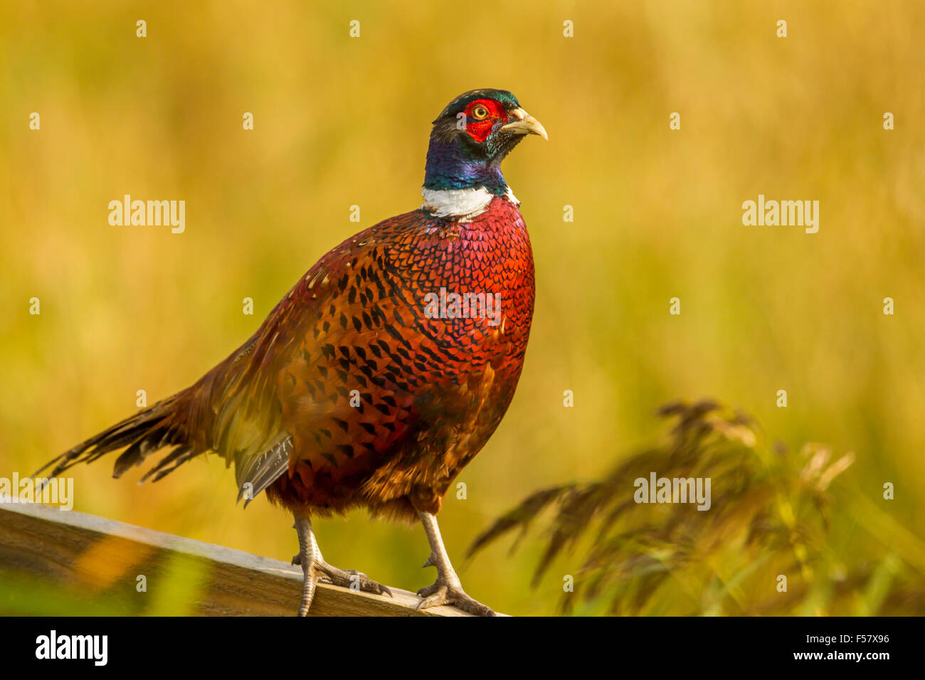 a pheasant showing off its colours Stock Photo - Alamy