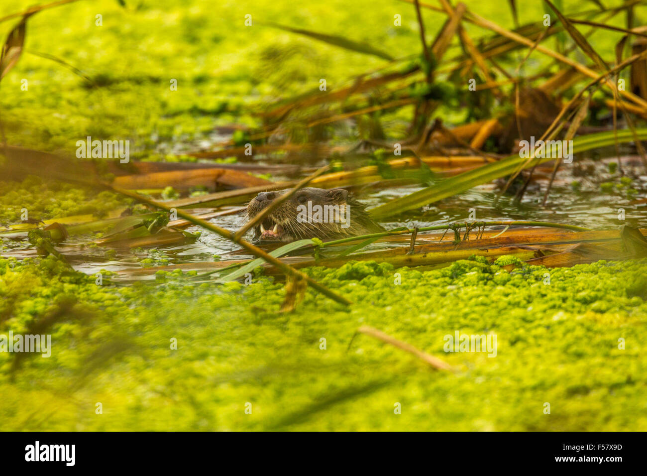 otter in a small pond Stock Photo - Alamy