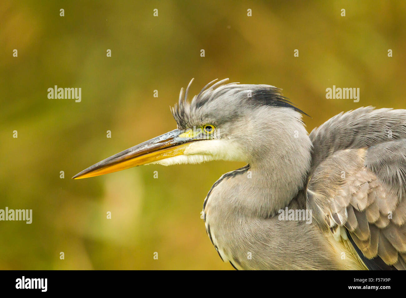 portrait of a grey heron Stock Photo - Alamy