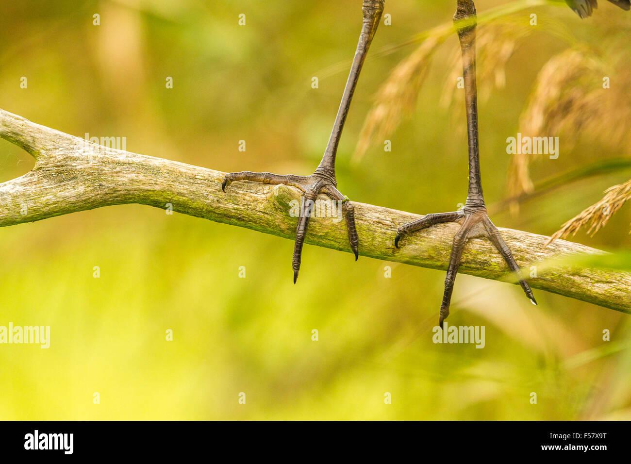 Bird feet branch hi-res stock photography and images - Alamy