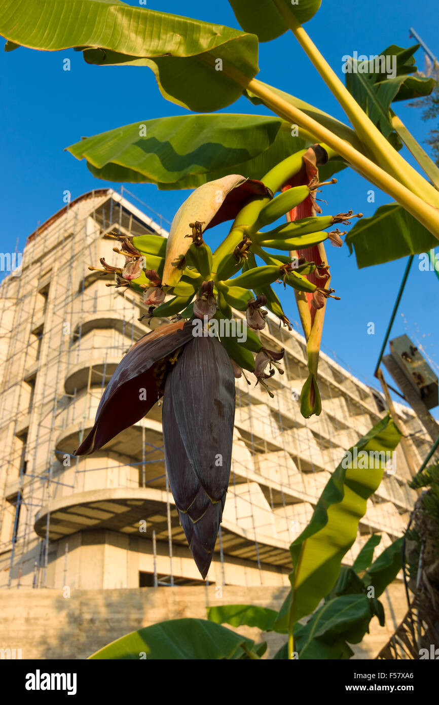 Banana flower on the background of the new building Stock Photo - Alamy