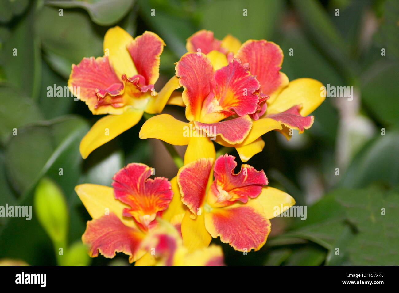Beautiful multi colored multi orchids hi-res stock photography and ...
