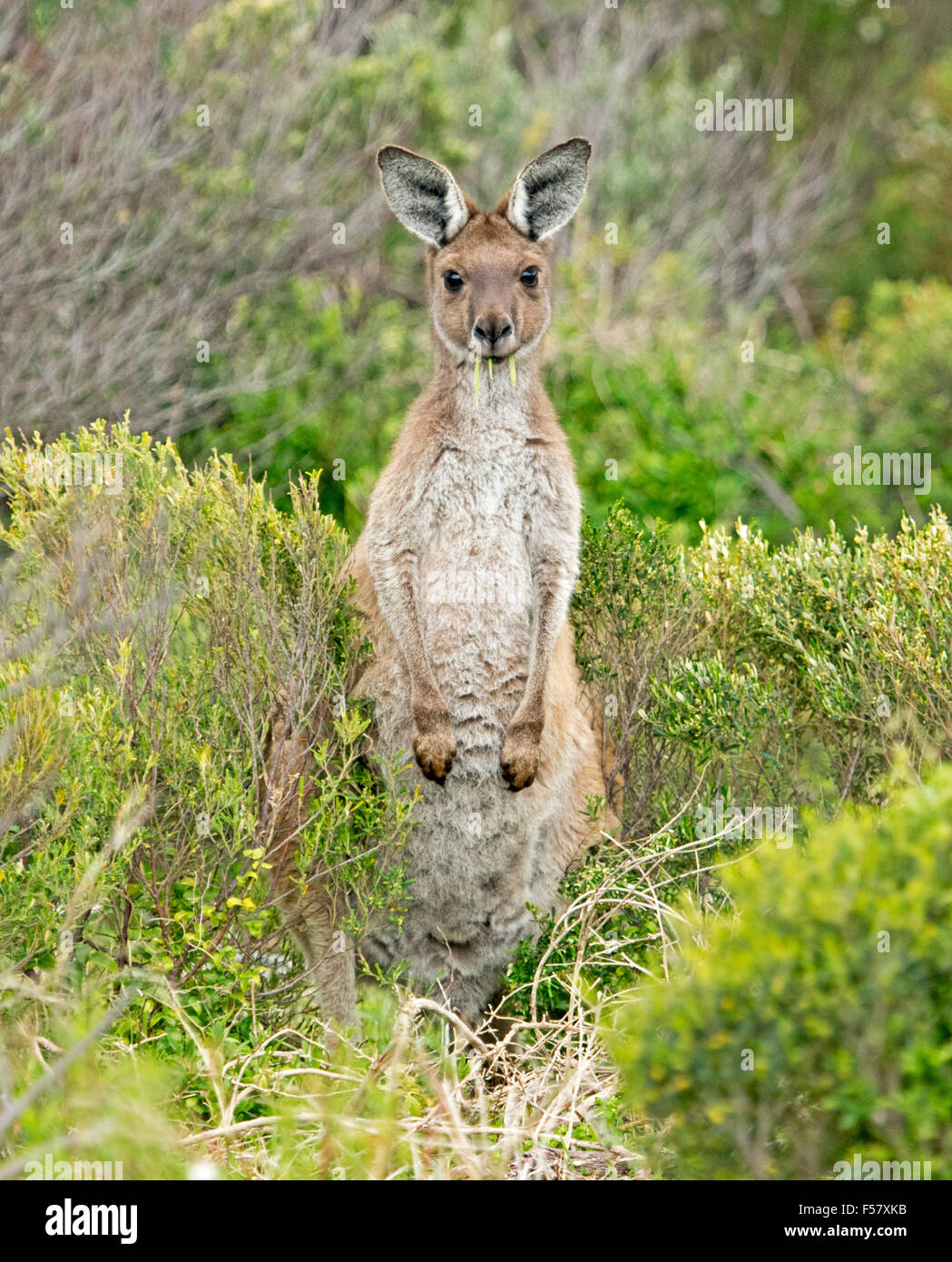 Beautiful western grey Kangaroo, Macropus fuliginosus, in the wild ...