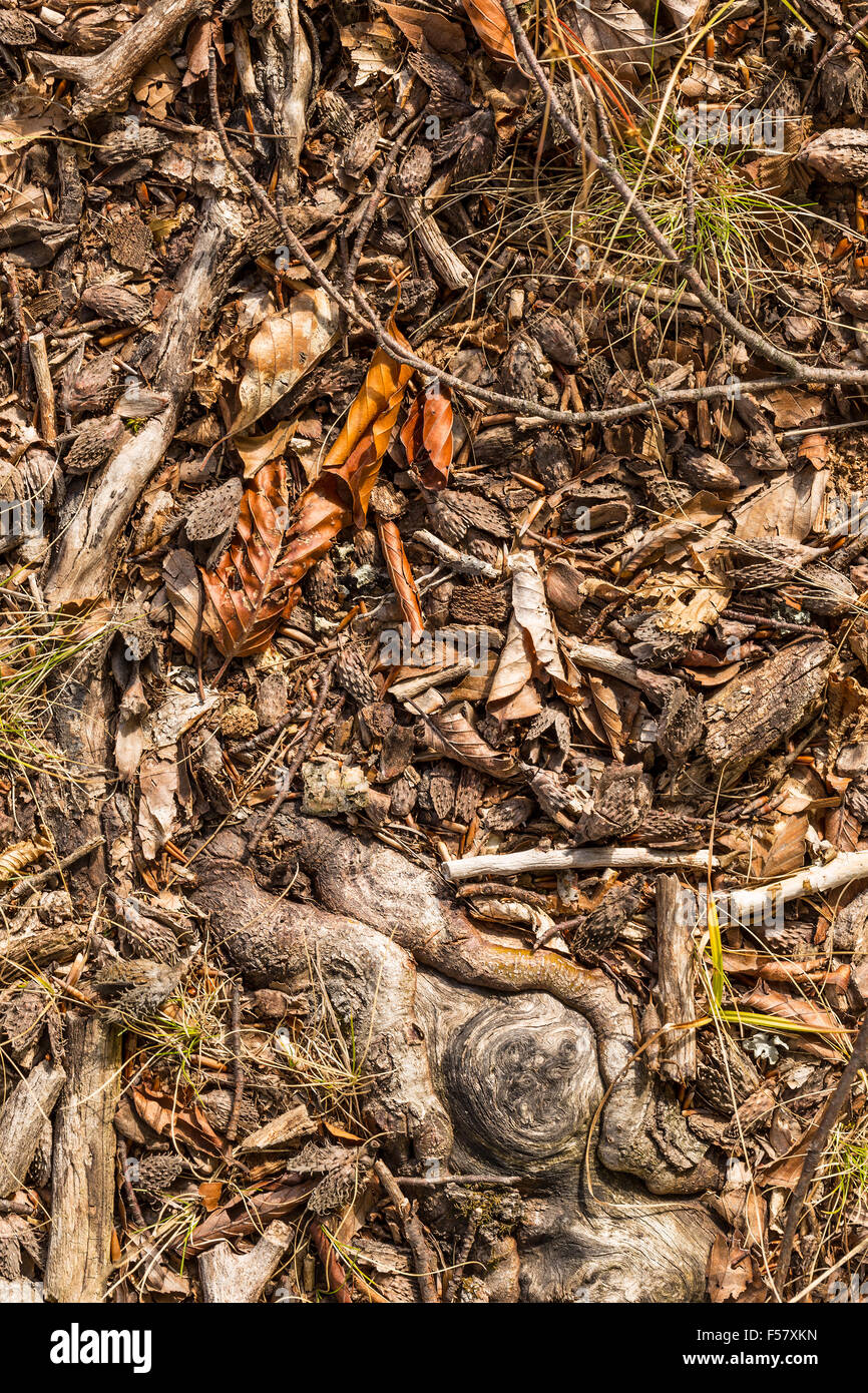 Ground leaves hi-res stock photography and images - Alamy