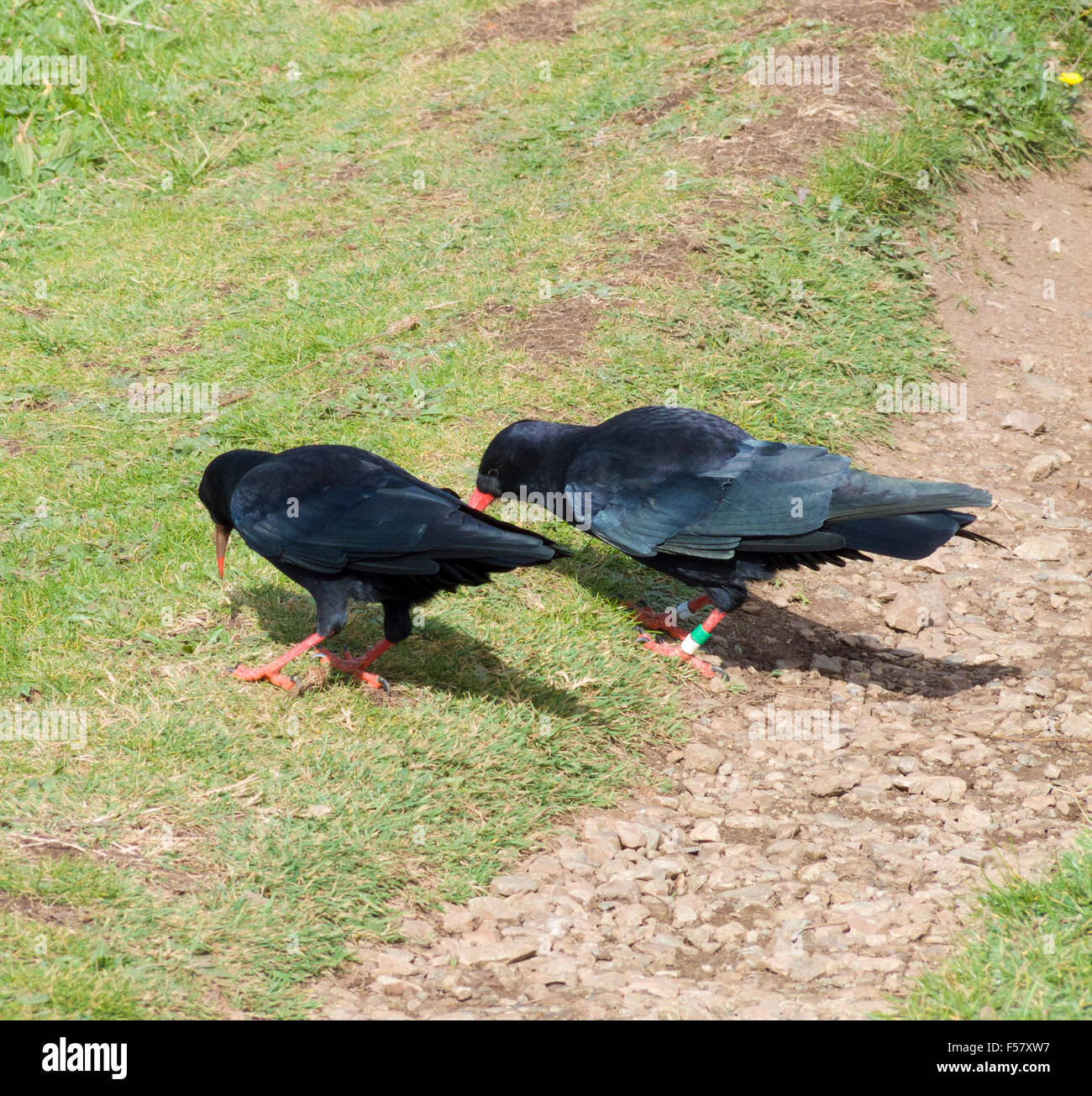 Red billed chough bird hi-res stock photography and images - Alamy