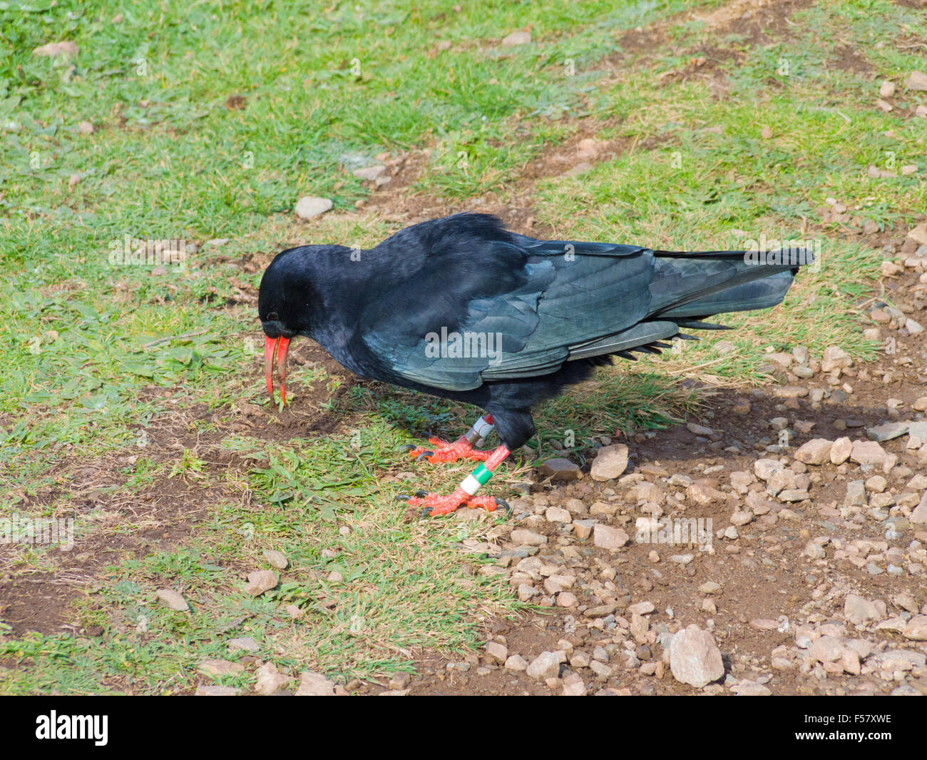 Cornish chough the lizard cornwall hi-res stock photography and images ...