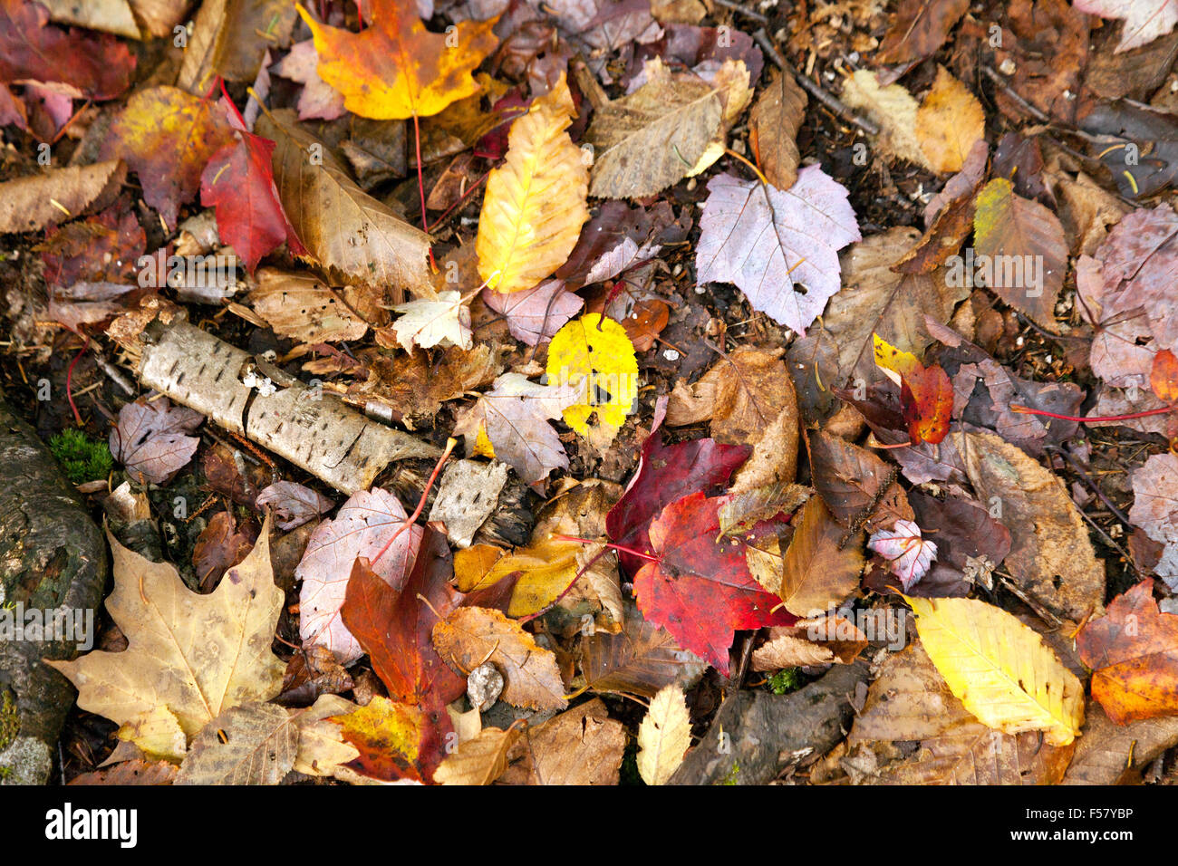 colourful autumn leaves on the ground, USA Stock Photo - Alamy