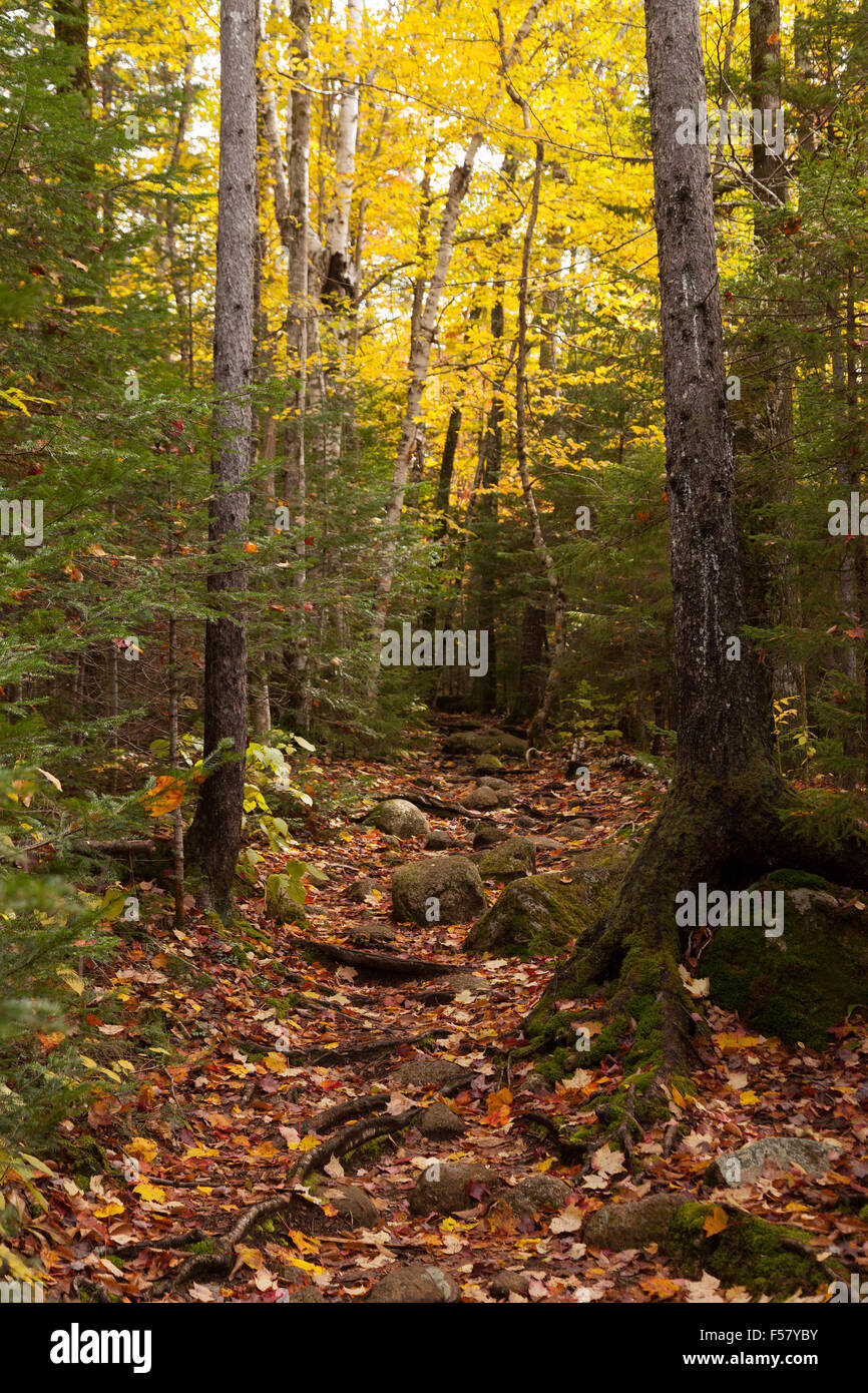 A forest trail or path through the woods and trees, White Mountain ...