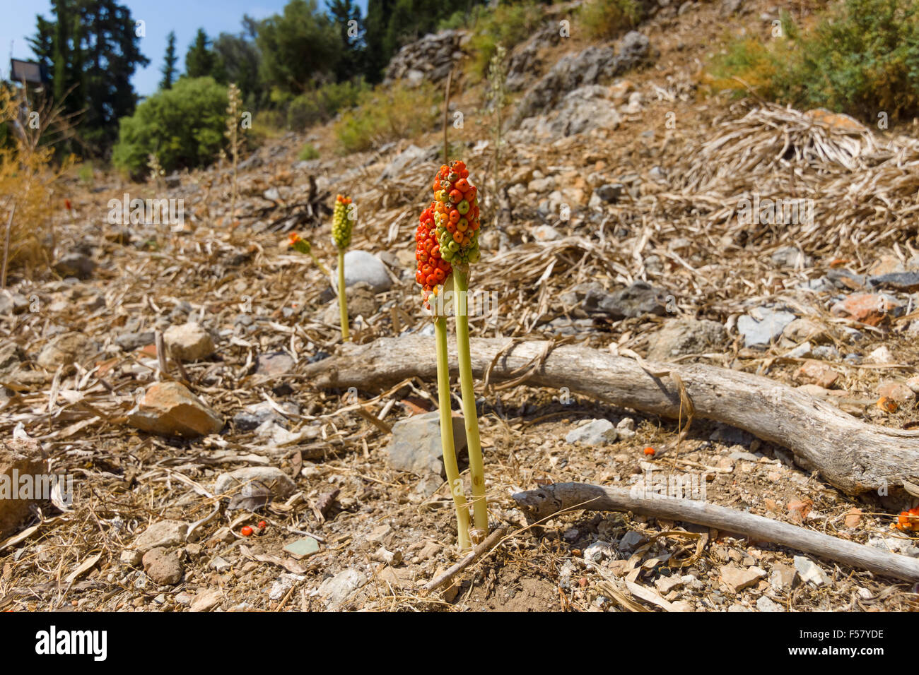 The berries Arum palaestinum Stock Photo - Alamy
