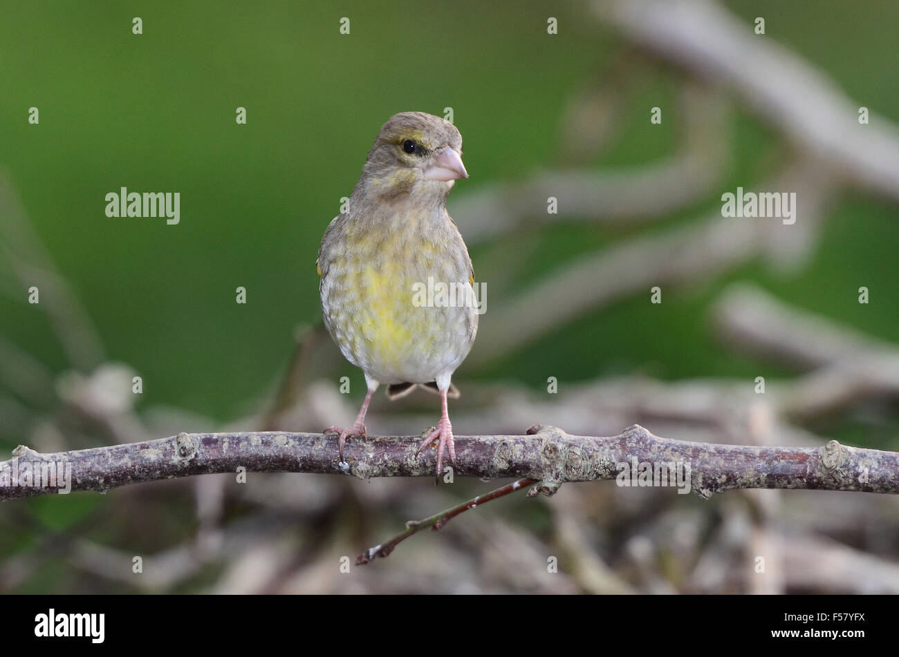 Greenfinch in habitat hi-res stock photography and images - Alamy